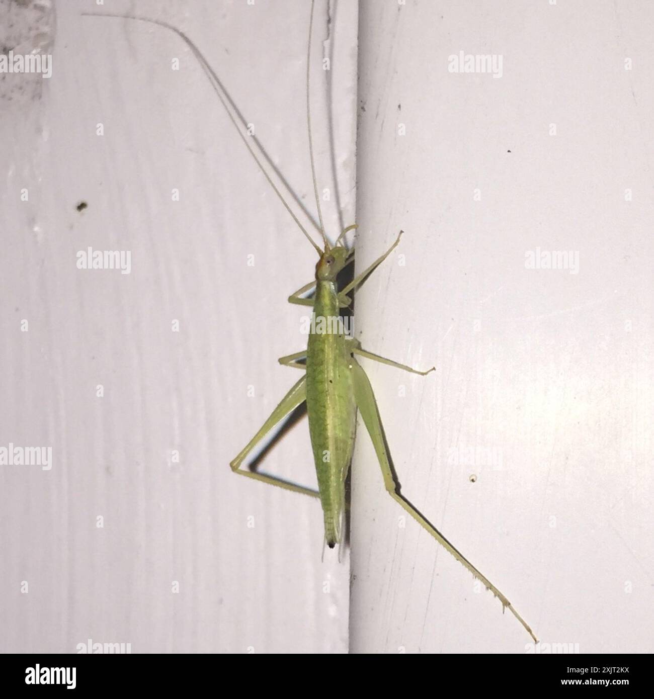 Common Tree Crickets (Oecanthus) Insecta Stock Photo - Alamy