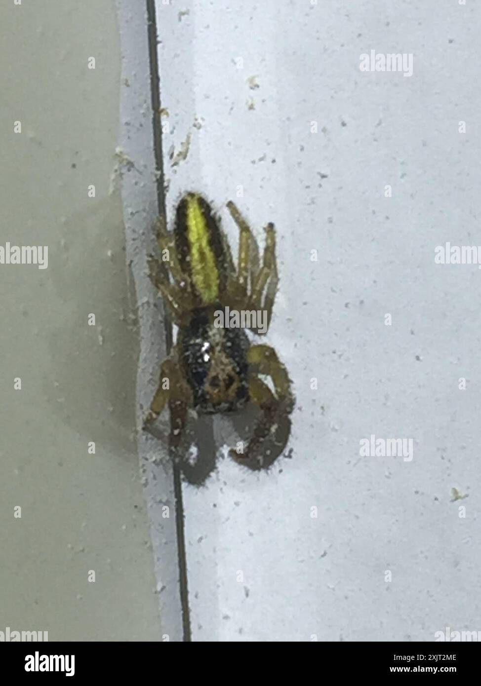 Black-headed Jumping Spider (Trite planiceps) Arachnida Stock Photo - Alamy