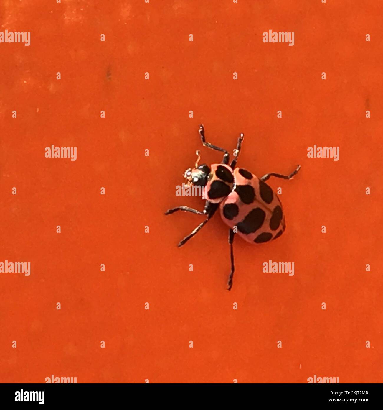 Spotted Pink Lady Beetle (Coleomegilla maculata) Insecta Stock Photo ...