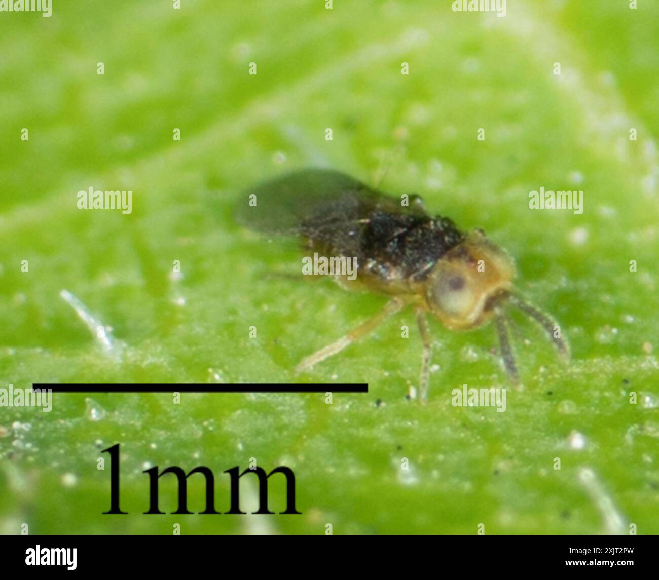 Encyrtidae hi-res stock photography and images - Alamy