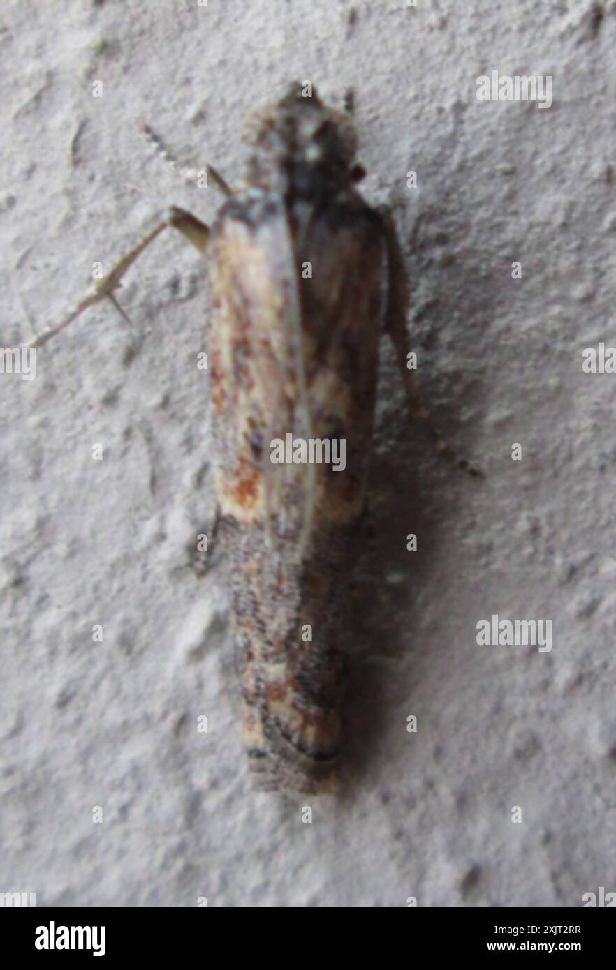 Knot-horn Moths (Phycitinae) Insecta Stock Photo - Alamy