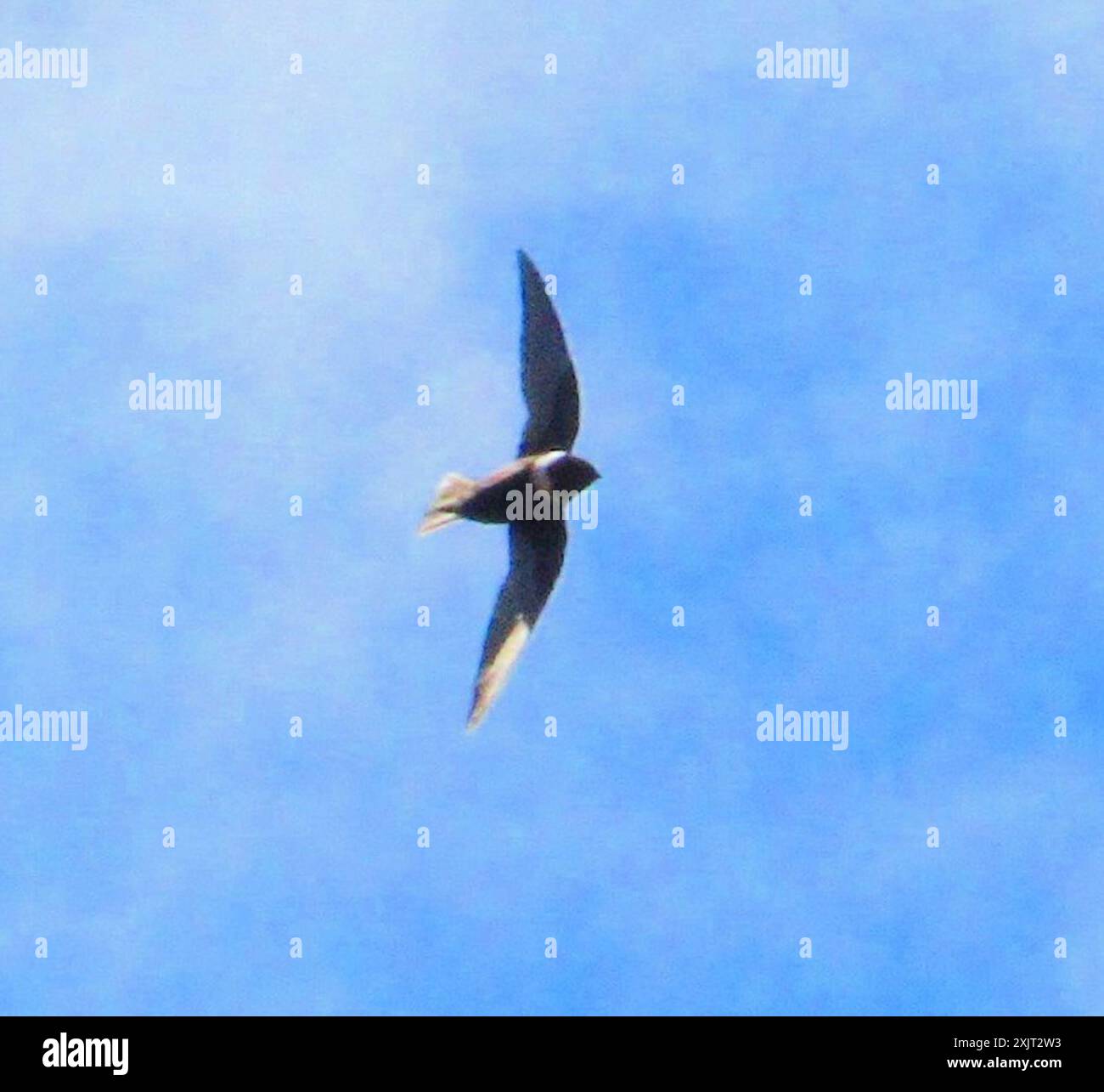 White-collared Swift (Streptoprocne zonaris) Aves Stock Photo - Alamy