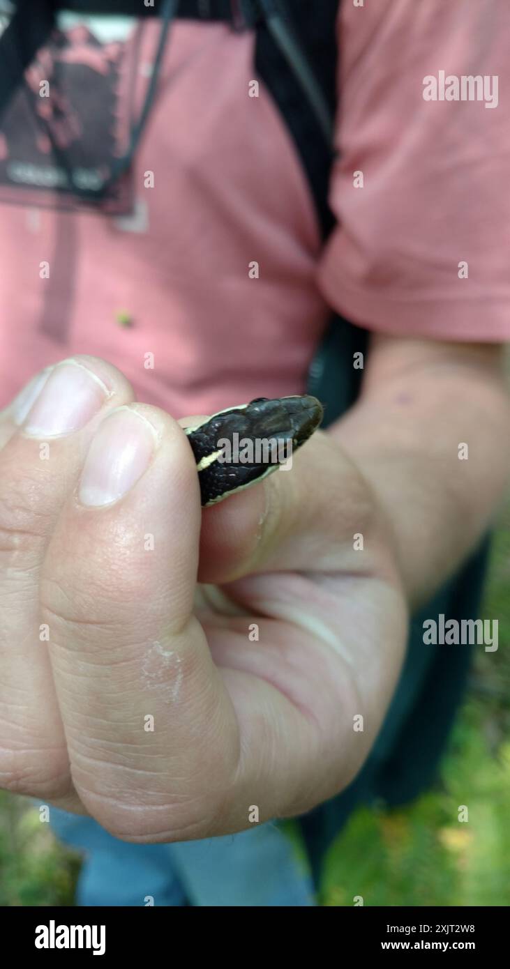 Northern Ribbon Snake (Thamnophis saurita septentrionalis) Reptilia ...