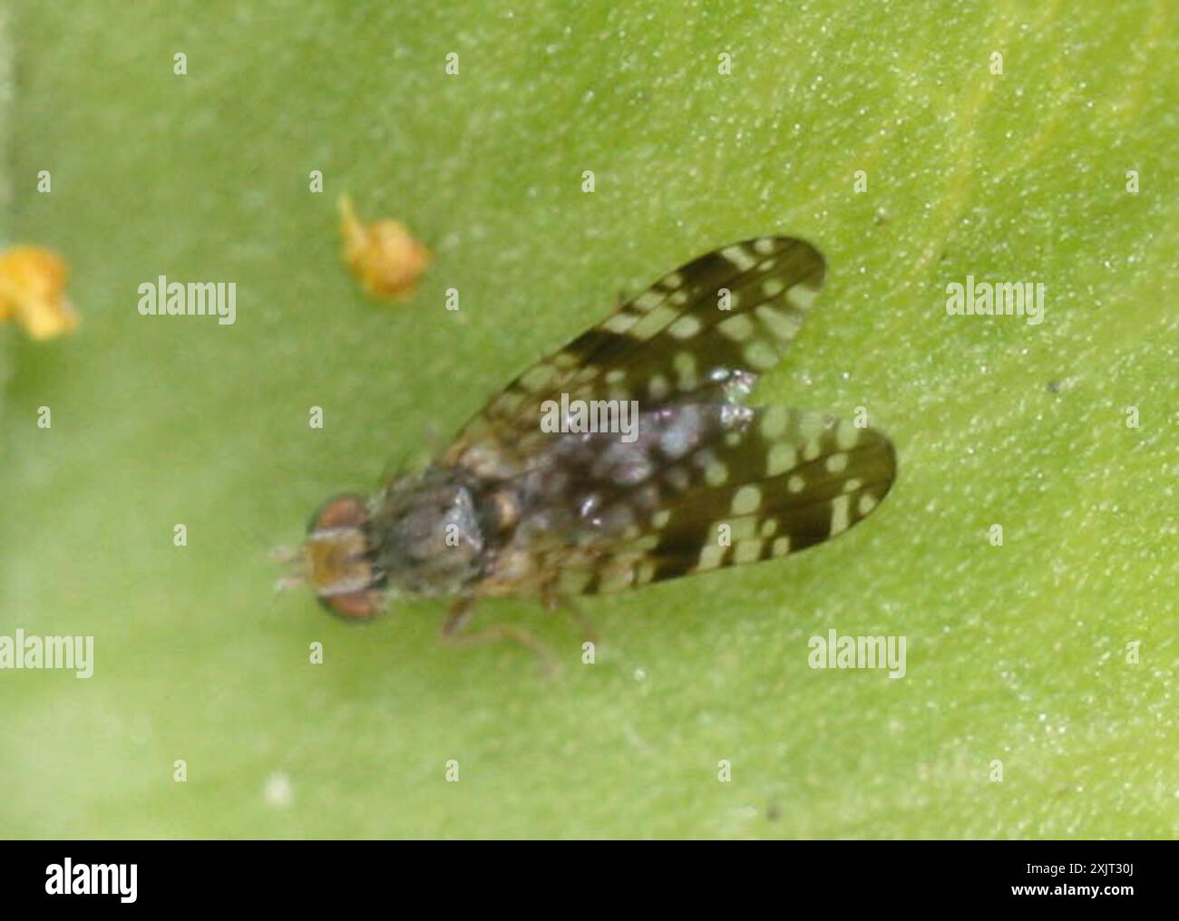 Sunflower Seed Maggot (Neotephritis finalis) Insecta Stock Photo - Alamy