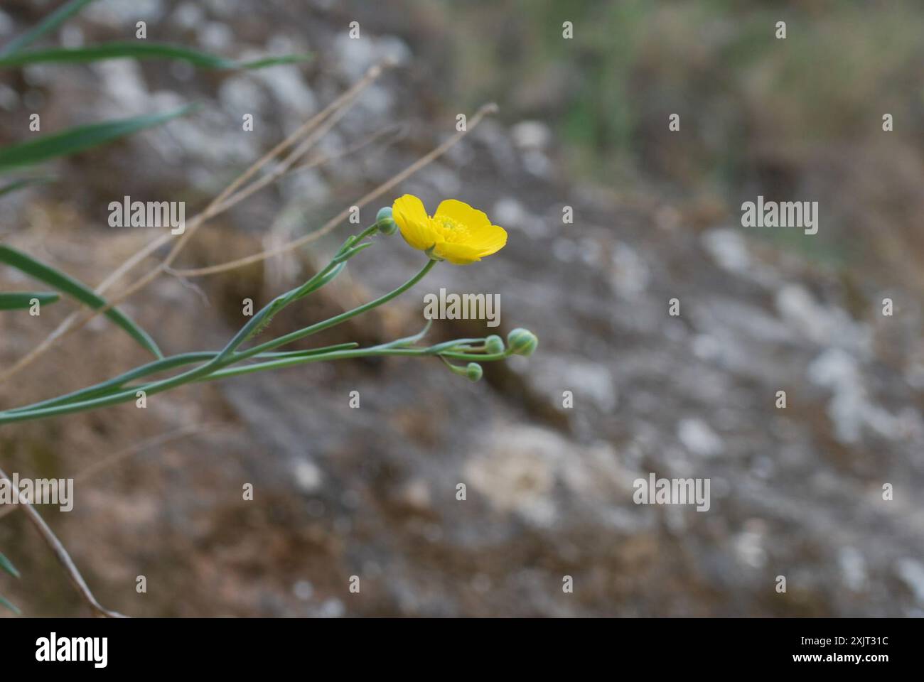 Grass-leaved Buttercup (Ranunculus gramineus) Plantae Stock Photo - Alamy