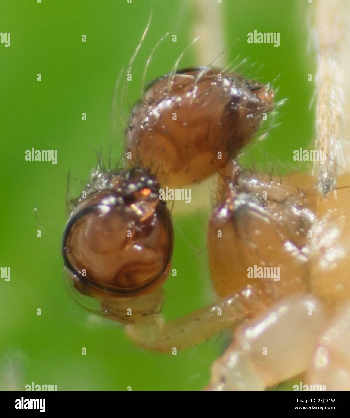 Comb-footed Spiders (Theridiidae) Arachnida Stock Photo - Alamy