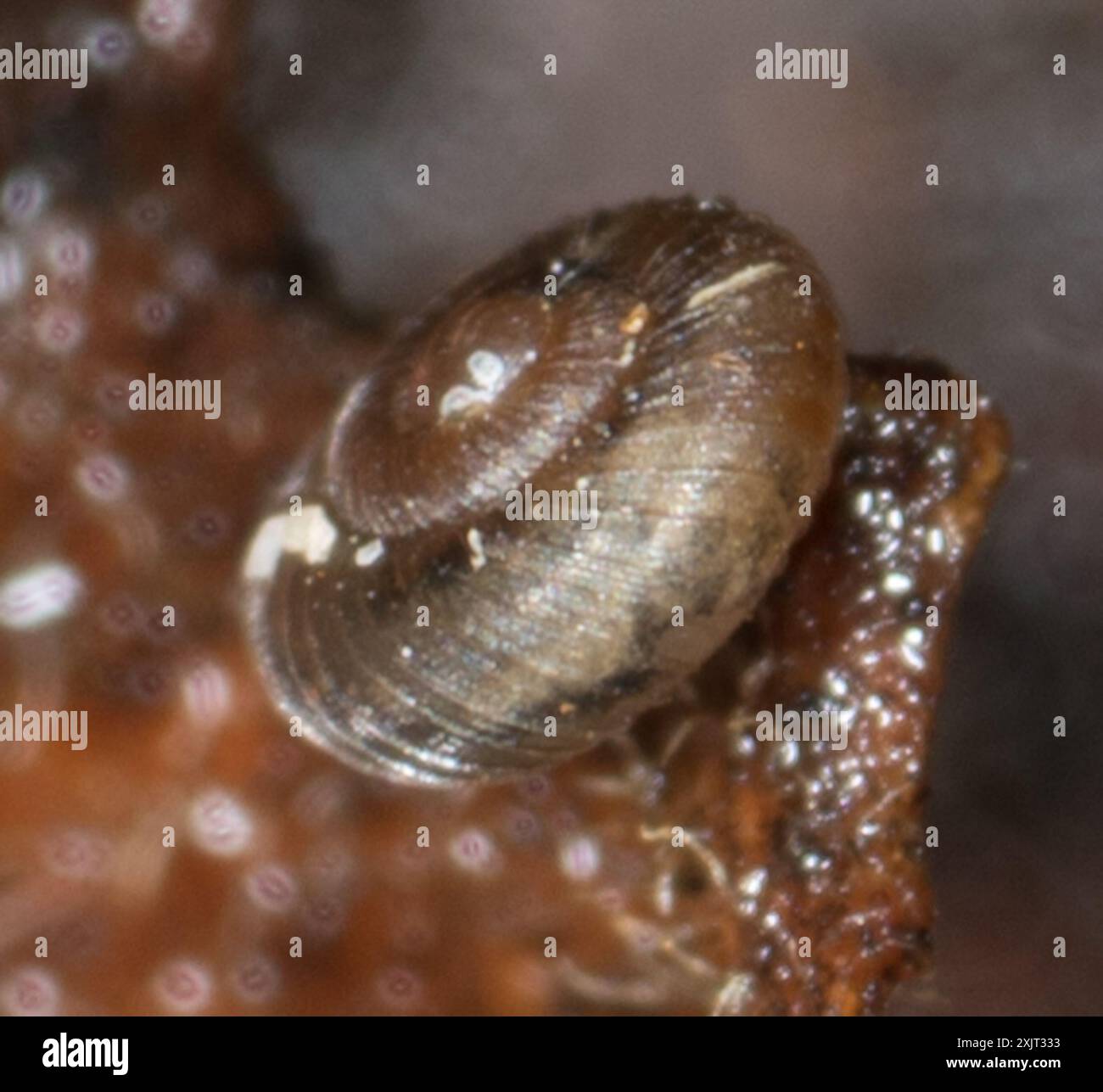 Pinhead Spot Snail (Paralaoma servilis) Mollusca Stock Photo - Alamy
