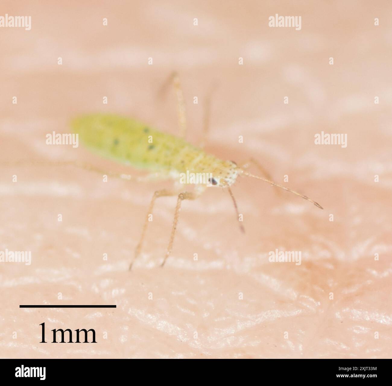 Pine Needle Aphids (Eulachnus) Insecta Stock Photo - Alamy