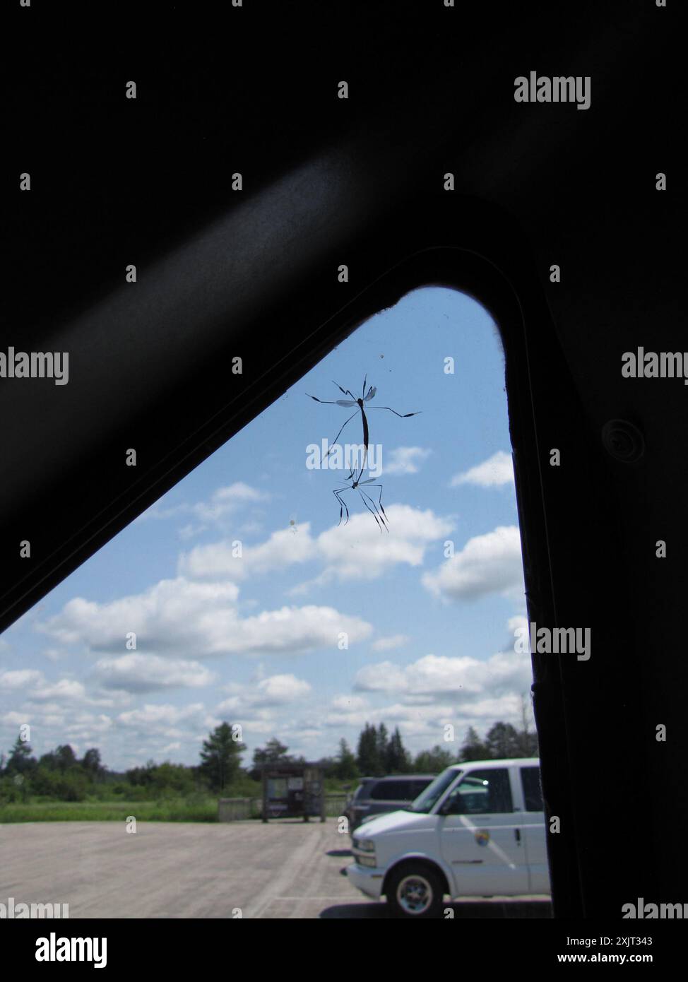 Eastern Phantom Crane Fly (Bittacomorpha clavipes) Insecta Stock Photo ...