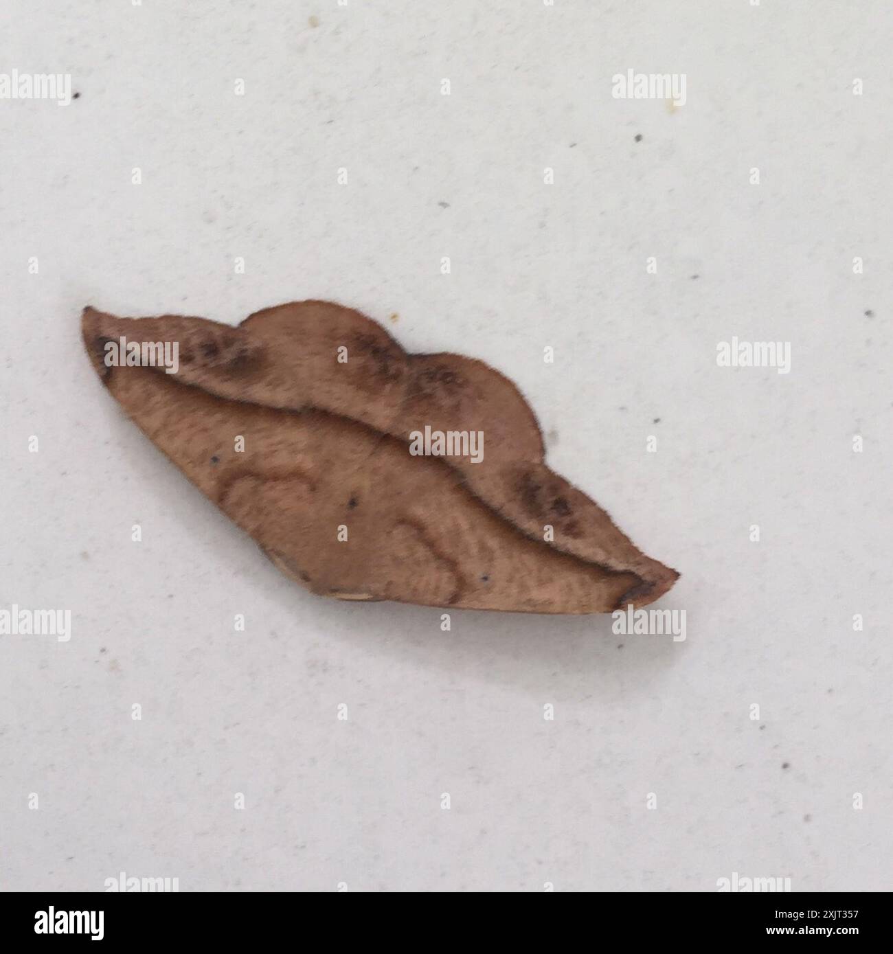 Juniper Geometer Moth (Patalene olyzonaria) Insecta Stock Photo - Alamy