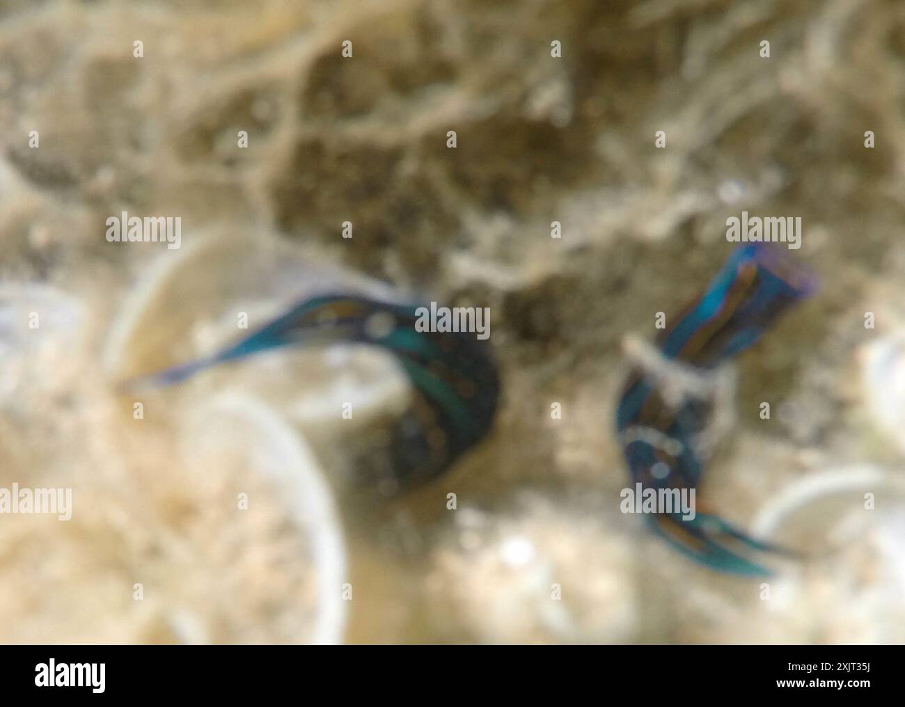 Swallowtail Headshield Slug (Chelidonura hirundinina) Mollusca Stock ...