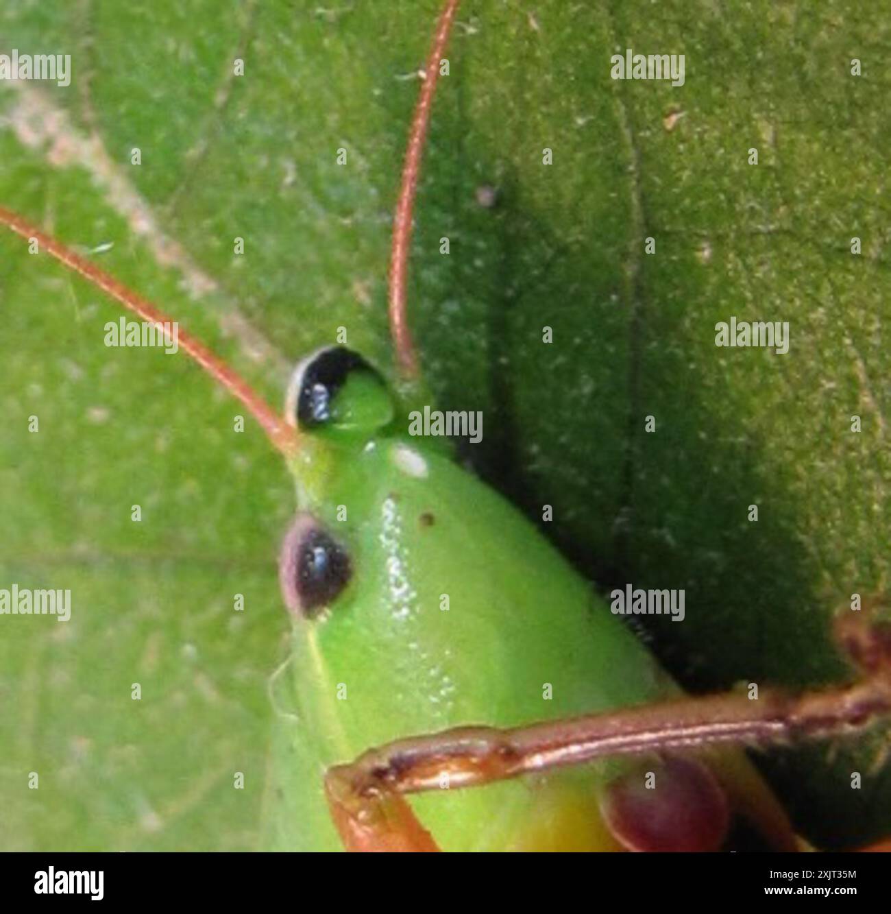 Broad-tipped Conehead (Neoconocephalus triops) Insecta Stock Photo - Alamy