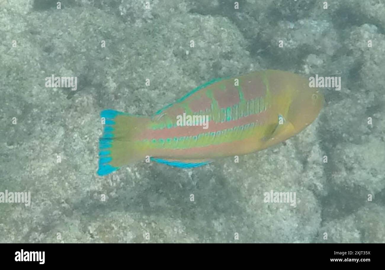 Christmas Wrasse (Thalassoma trilobatum) Actinopterygii Stock Photo - Alamy