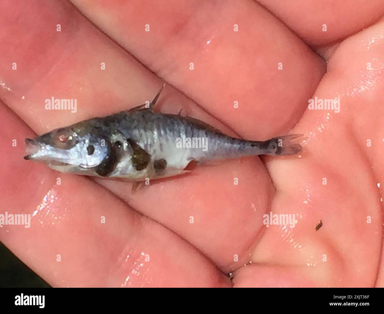 Threespine Stickleback (Gasterosteus aculeatus) Actinopterygii Stock ...