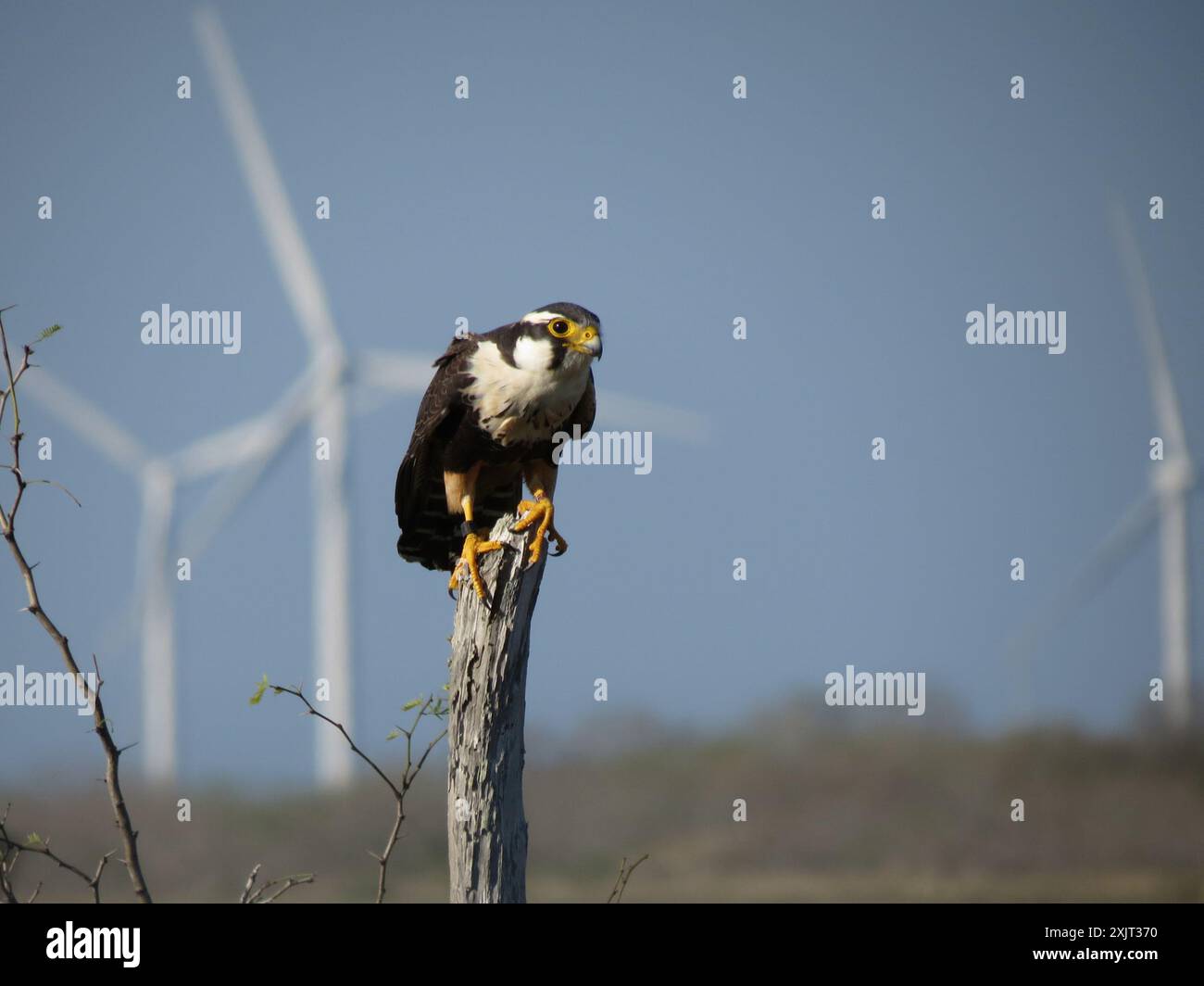 Aplomado Falcon (Falco femoralis) Aves Stock Photo - Alamy