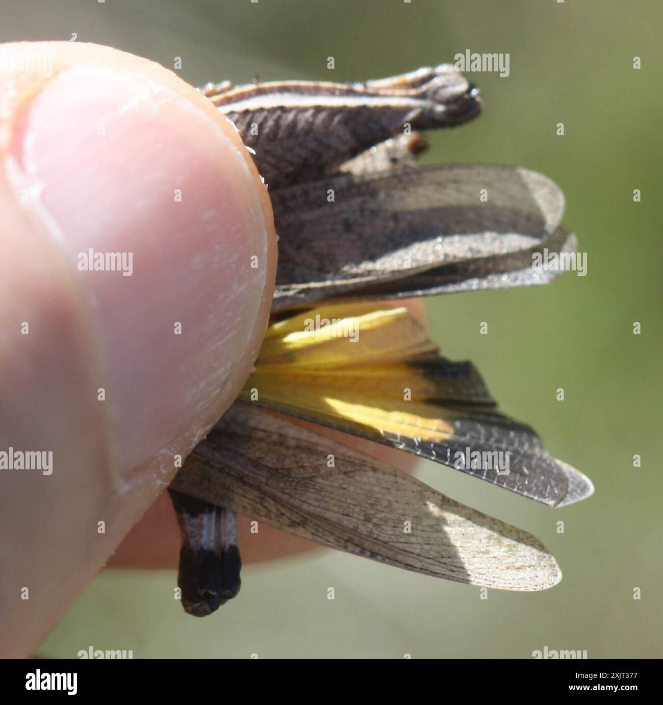 California Sulphur-winged Grasshopper (Arphia behrensi) Insecta Stock ...