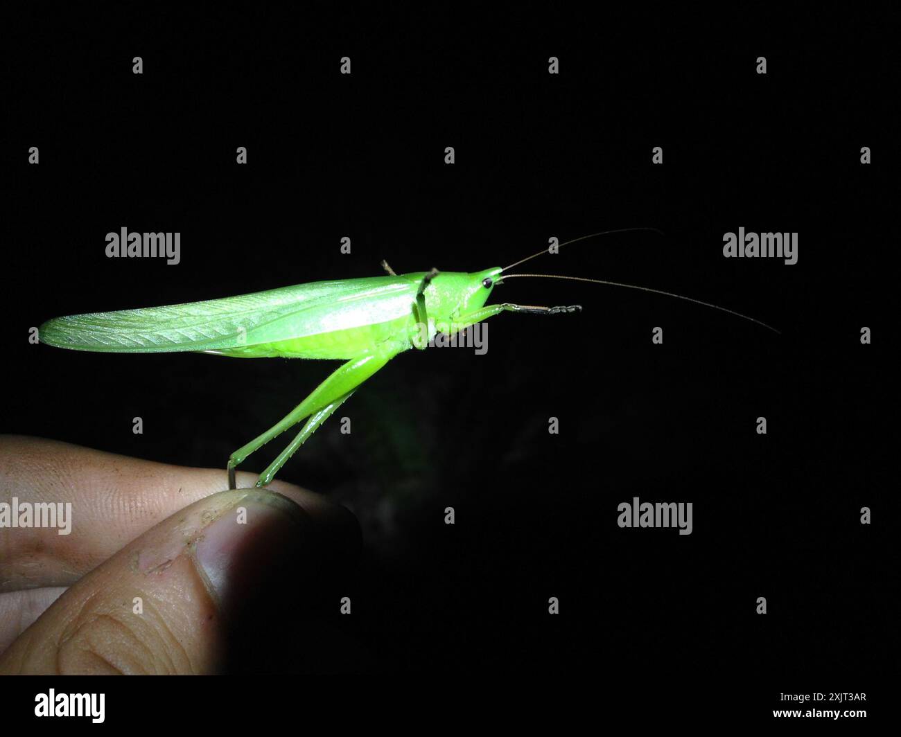 Common Coneheads (Neoconocephalus) Insecta Stock Photo - Alamy