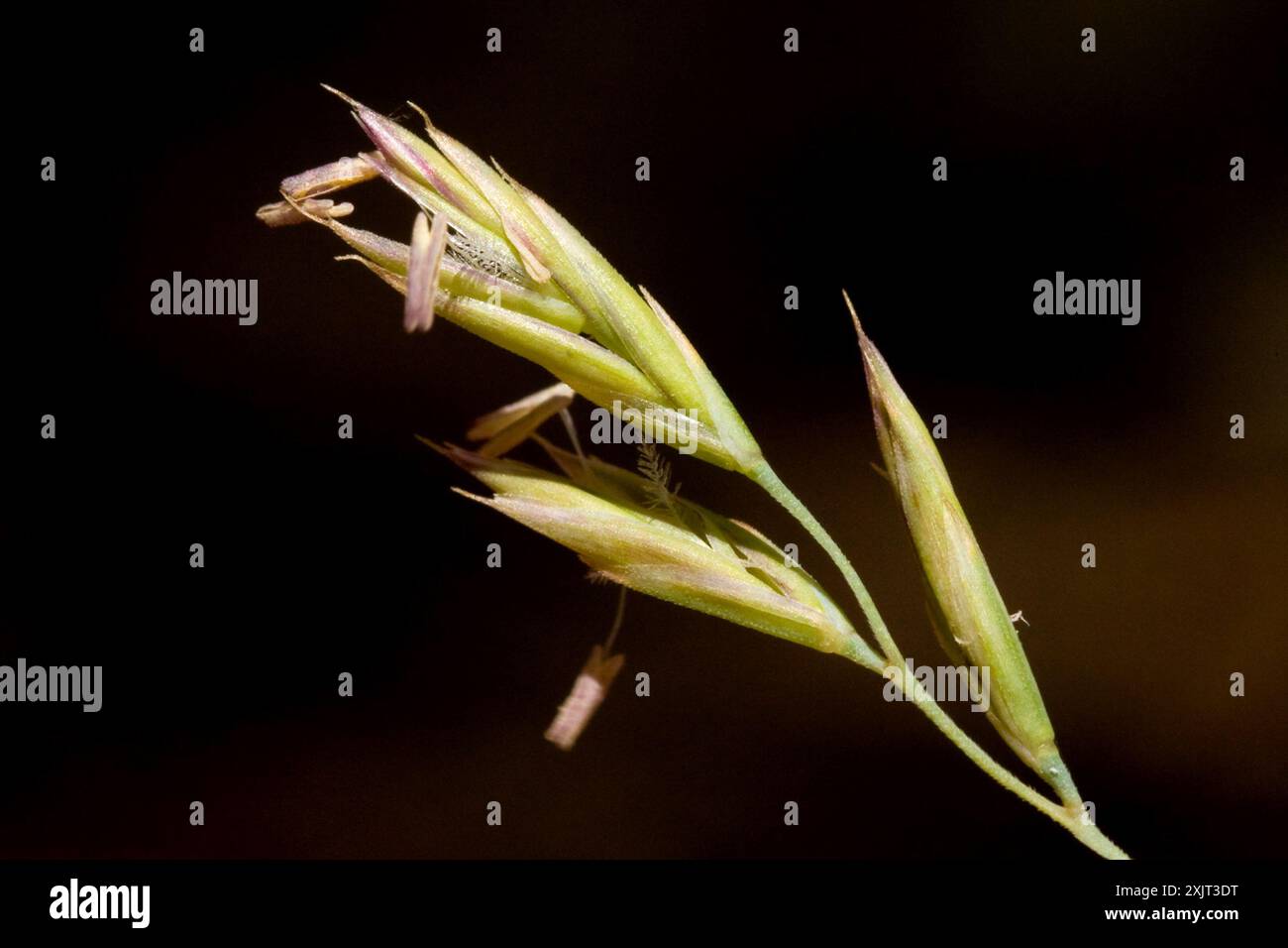 Arizona Fescue (Festuca arizonica) Plantae Stock Photo - Alamy