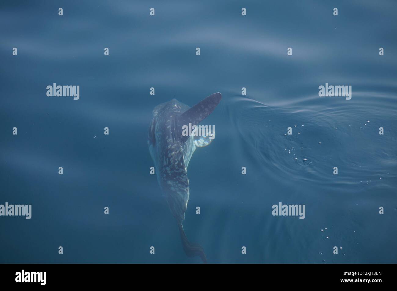 Common Mola (Mola mola) Actinopterygii Stock Photo - Alamy