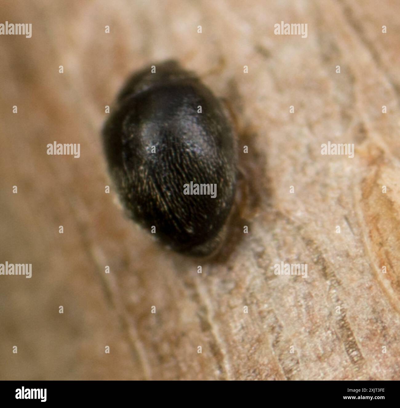 Spider Mite Destroyer (Stethorus punctum) Insecta Stock Photo - Alamy