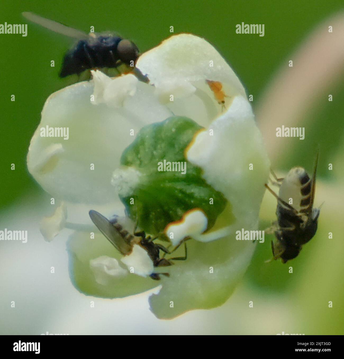 Thrips (Thysanoptera) Insecta Stock Photo - Alamy