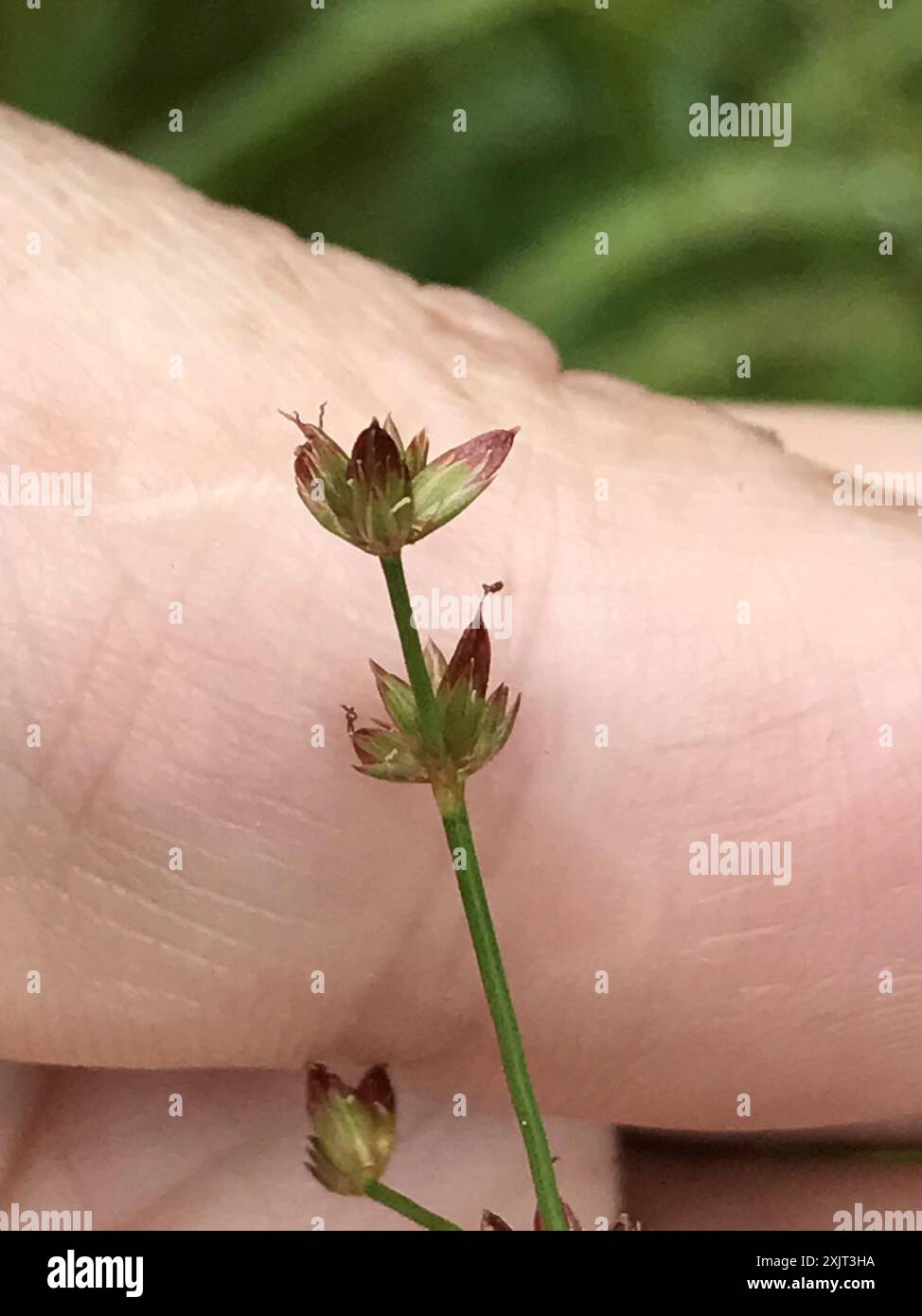 rushes (Juncus) Plantae Stock Photo - Alamy