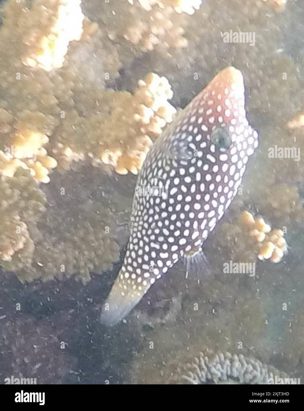 Hawaiian spotted toby hi-res stock photography and images - Alamy