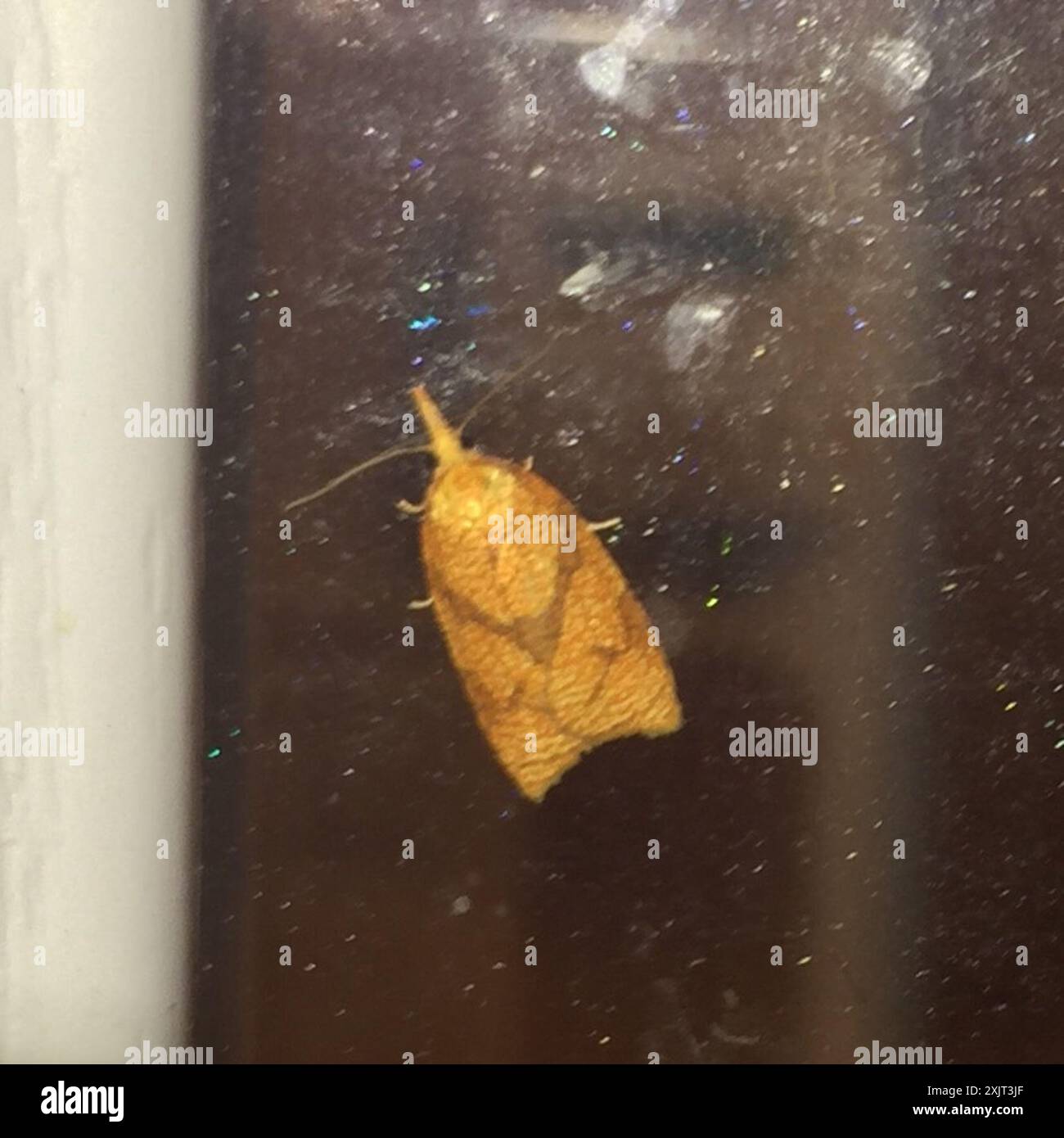 Reticulated Fruitworm Moth (Cenopis reticulatana) Insecta Stock Photo ...
