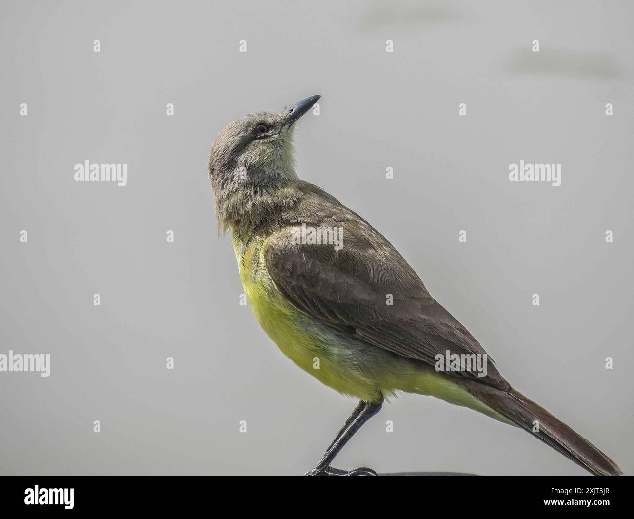 Cattle Tyrant (Machetornis rixosa) Aves Stock Photo - Alamy