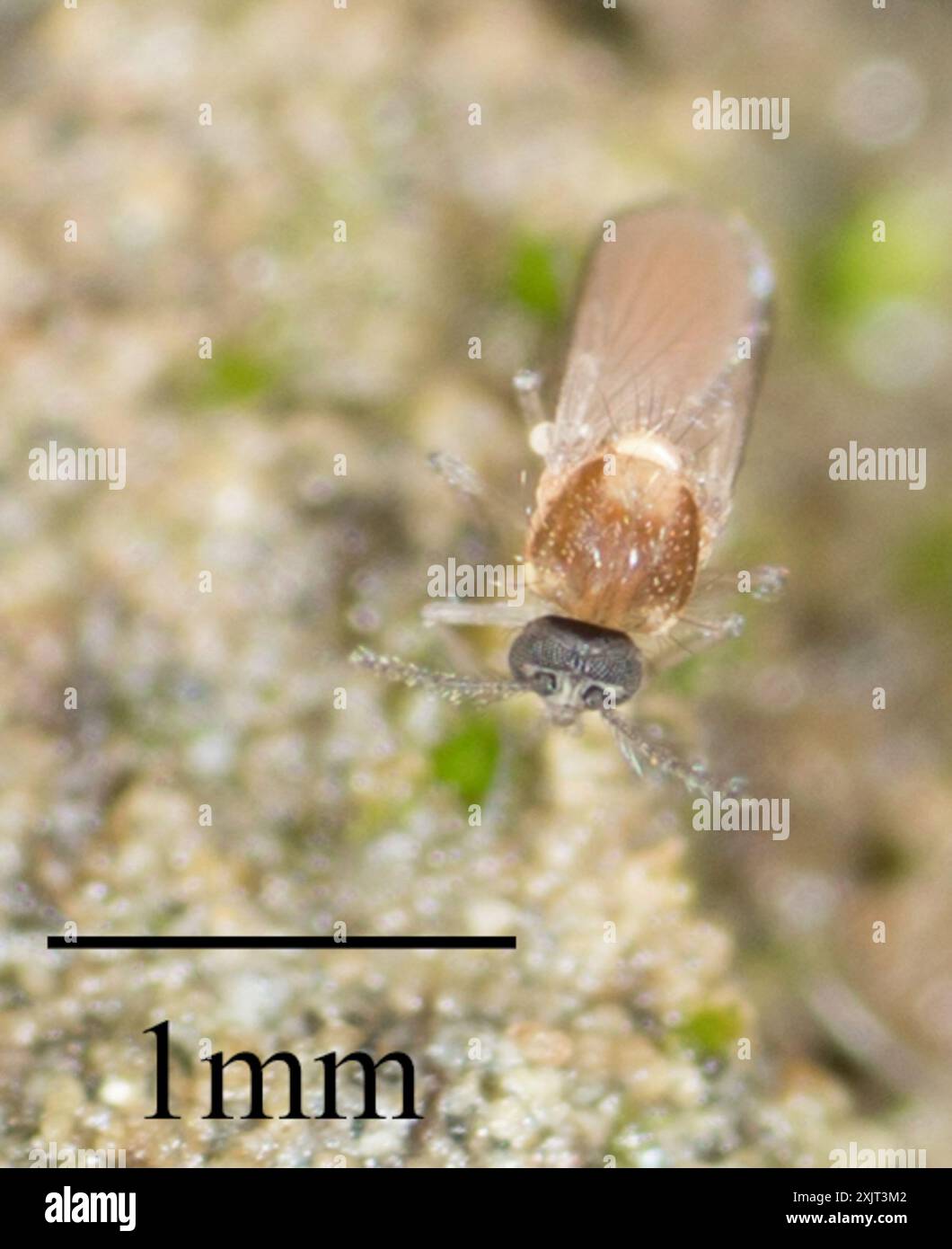 Biting Midges (Ceratopogonidae) Insecta Stock Photo - Alamy