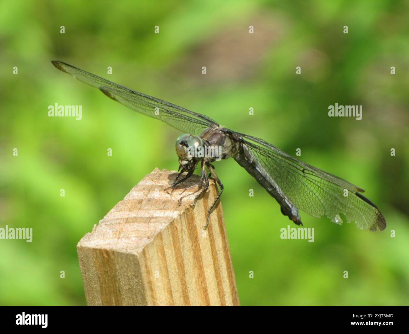 Great Blue Skimmer (Libellula vibrans) Insecta Stock Photo - Alamy
