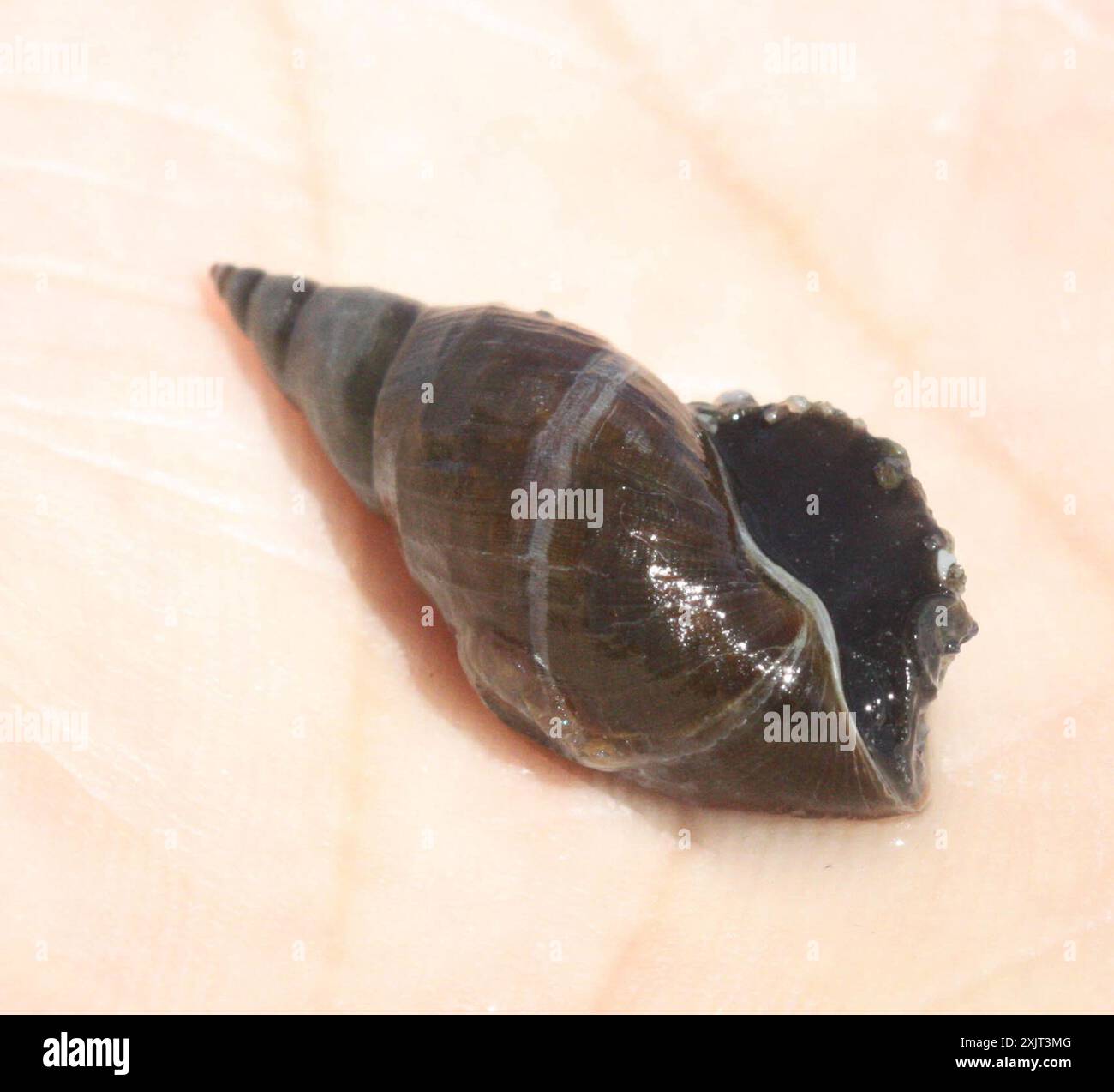 Gastropods (Gastropoda) Mollusca Stock Photo - Alamy