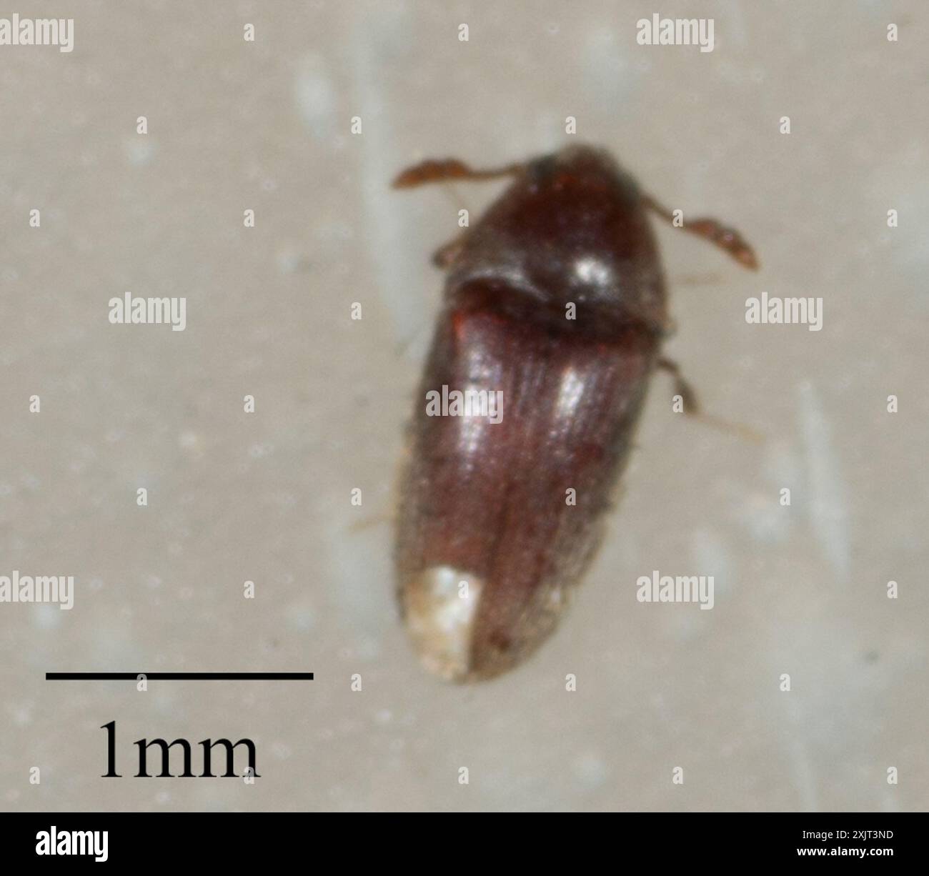 Small false click beetles (Throscidae) Insecta Stock Photo - Alamy