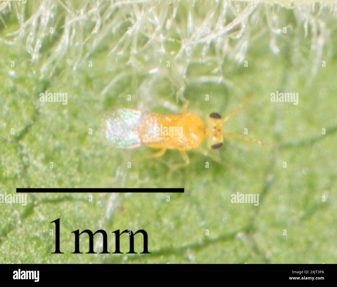 Encarsia hi-res stock photography and images - Alamy