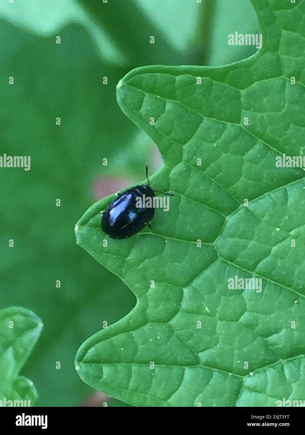 Willow Leaf Beetle (Plagiodera versicolora) Insecta Stock Photo - Alamy