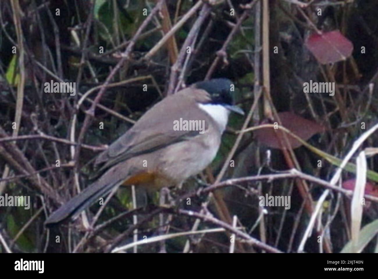 Pycnonotus xanthorrhous hi-res stock photography and images - Alamy