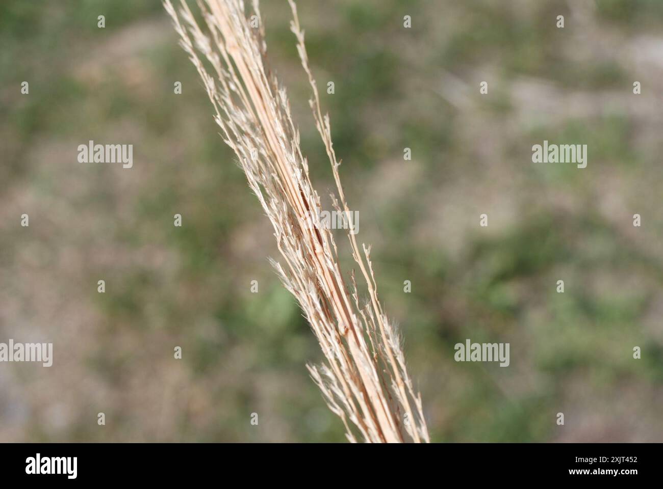 Tripidium ravennae hi-res stock photography and images - Alamy