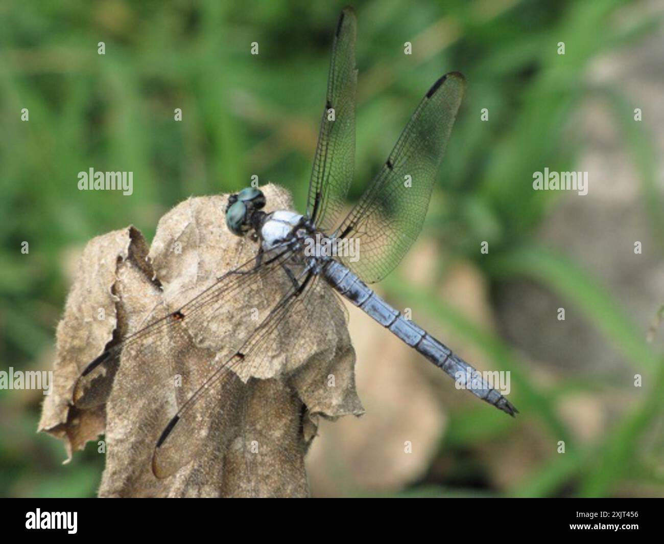 Great Blue Skimmer (Libellula vibrans) Insecta Stock Photo - Alamy