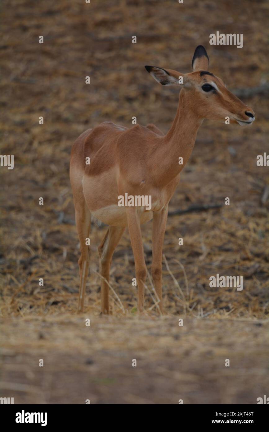 Common Impala (Aepyceros melampus melampus) Mammalia Stock Photo - Alamy