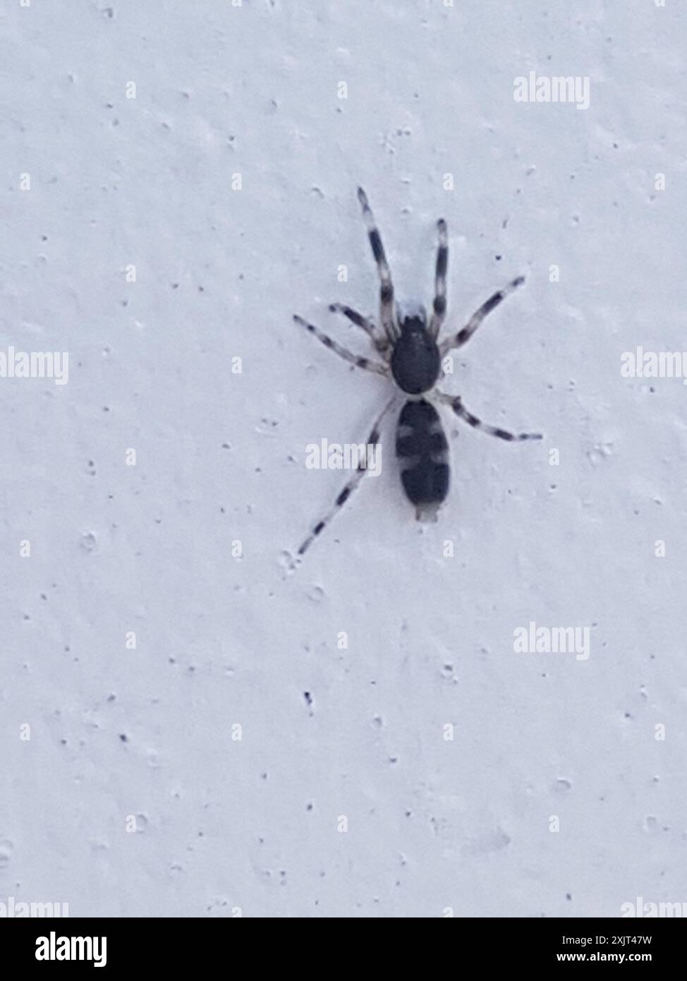 Eastern White-tail Spider (Lampona murina) Arachnida Stock Photo - Alamy