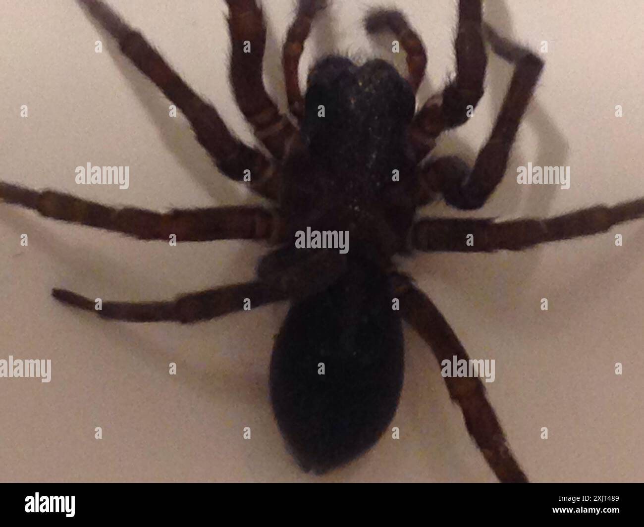 Typical Spiders (Araneomorphae) Arachnida Stock Photo - Alamy