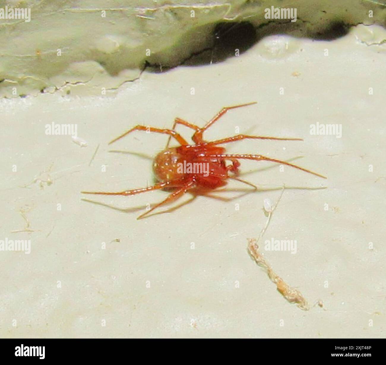 Nesticodes rufipes hi-res stock photography and images - Alamy