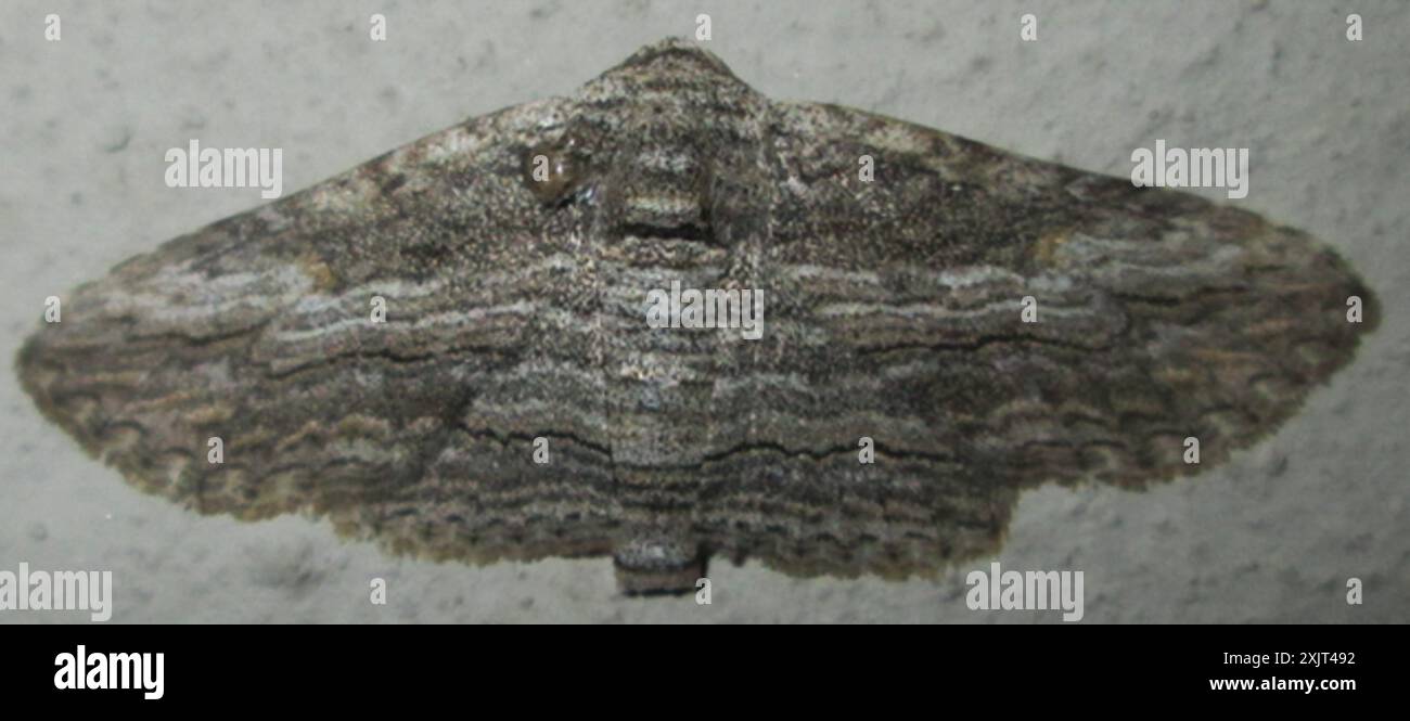 Geometer Moths (Geometridae) Insecta Stock Photo - Alamy