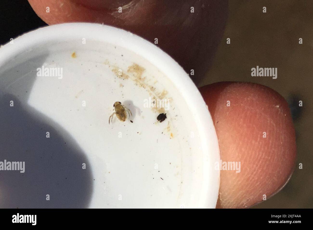 Water Boatmen (Corixidae) Insecta Stock Photo - Alamy