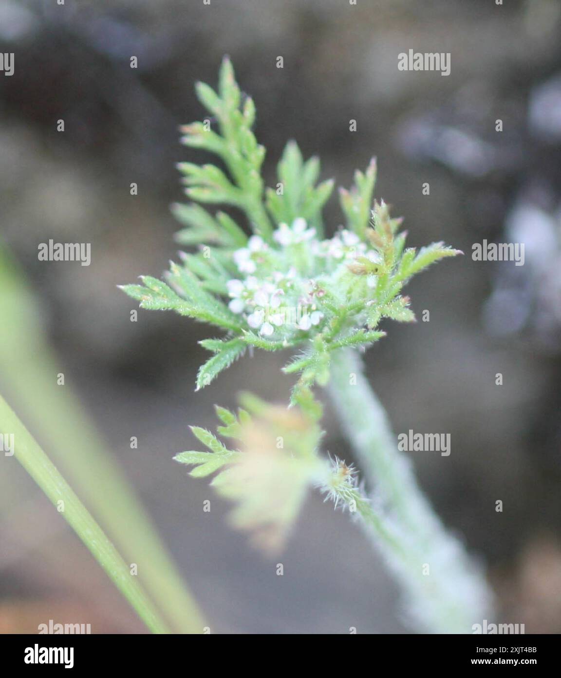 American wild carrot (Daucus pusillus) Plantae Stock Photo - Alamy