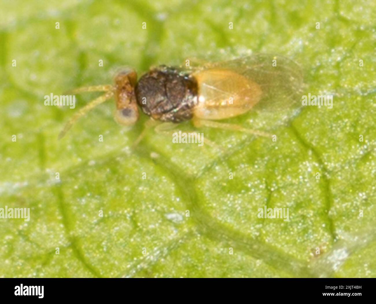 Encarsia hi-res stock photography and images - Alamy