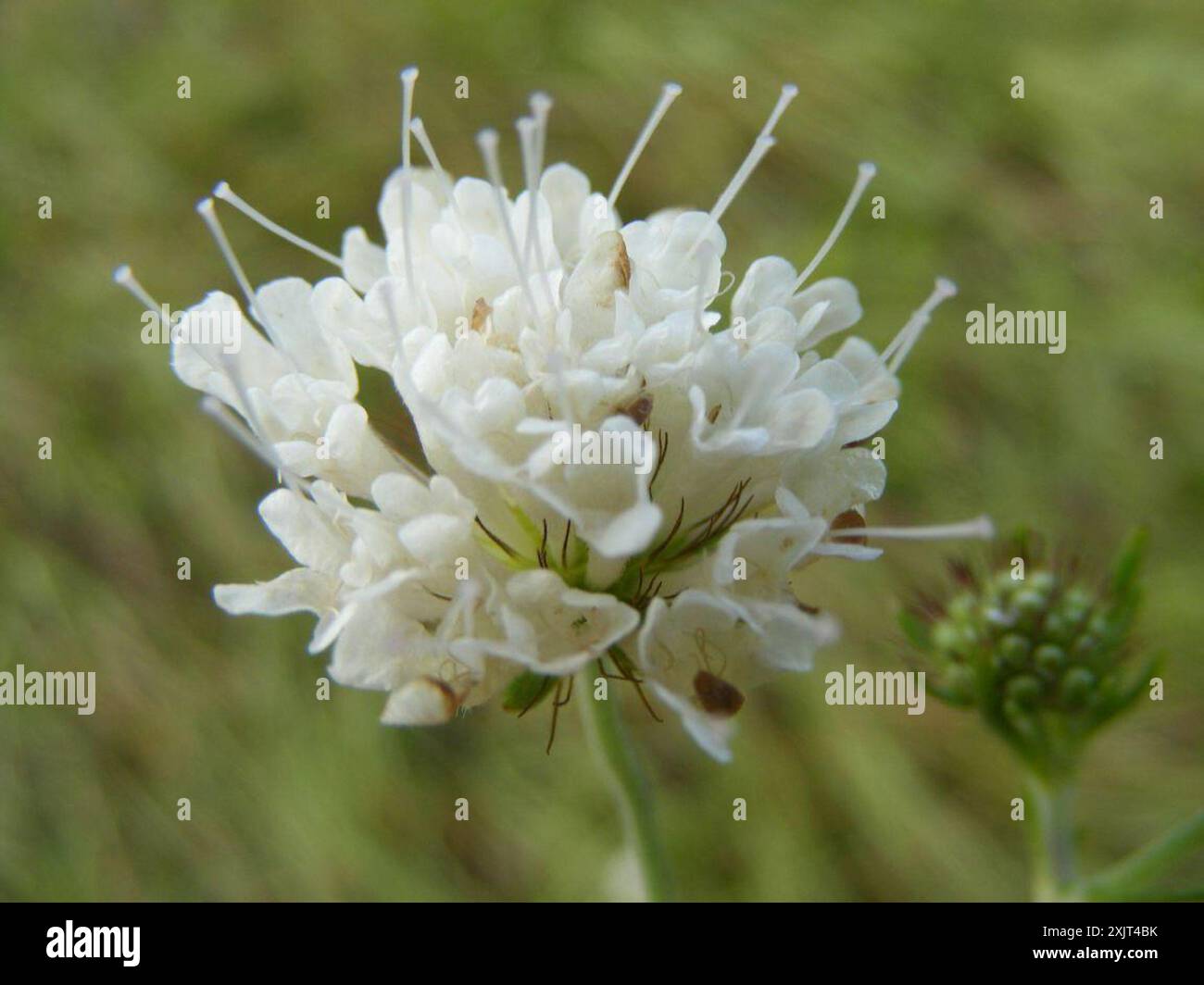 Small Scabious (Scabiosa columbaria) Plantae Stock Photo - Alamy
