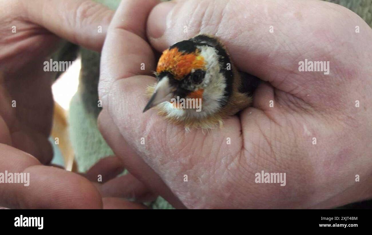 British Goldfinch (Carduelis carduelis britannica) Aves Stock Photo - Alamy