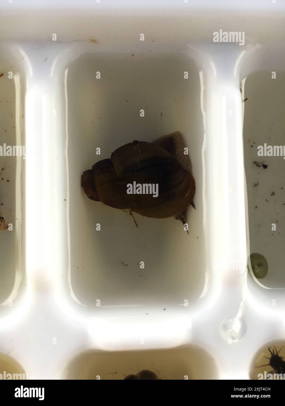 Chinese Mystery Snail (Cipangopaludina chinensis) Mollusca Stock Photo ...