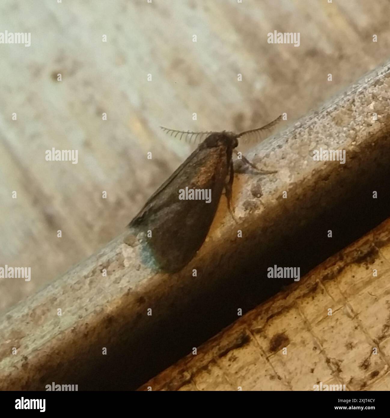 Common Bagworm Moth (Psyche casta) Insecta Stock Photo - Alamy